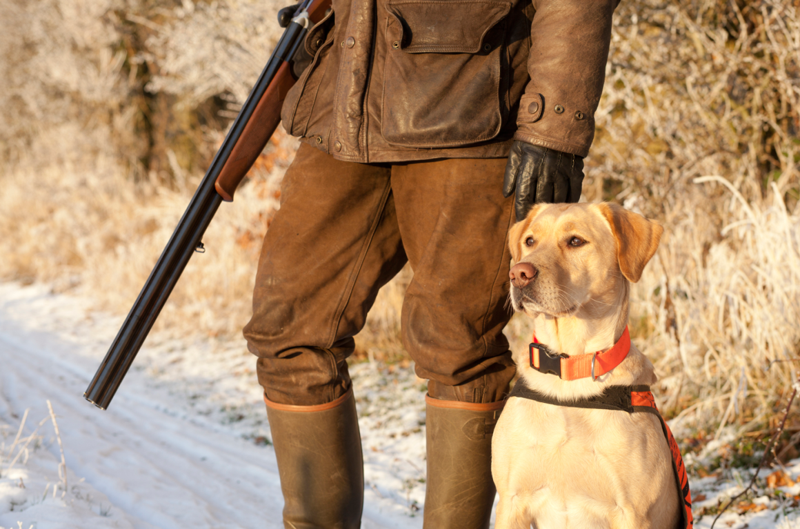 Training Your Bird Dog – Home & Outdoor Magazine